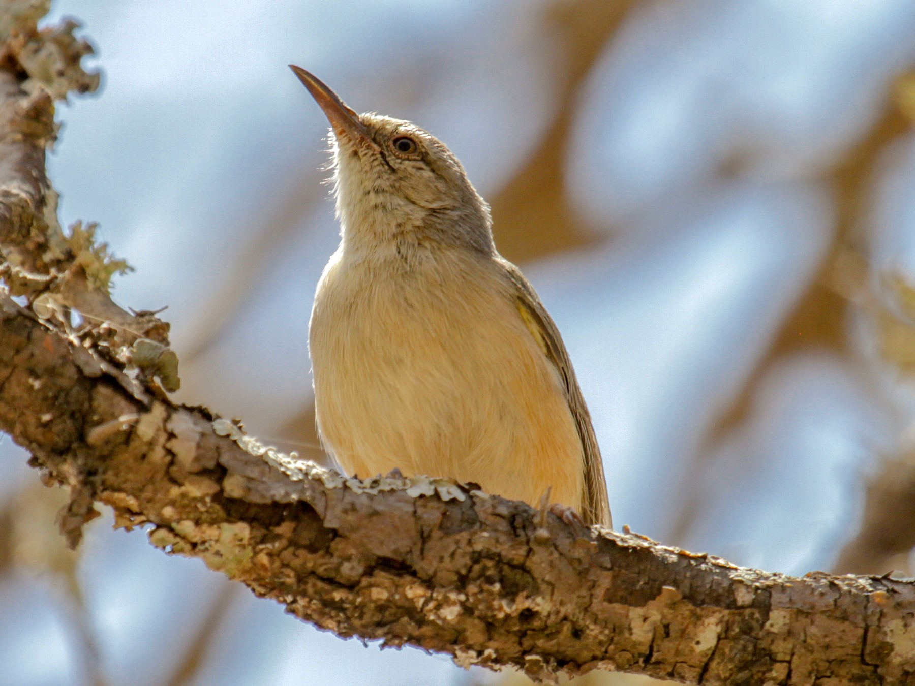 Somali Crombec - eBird