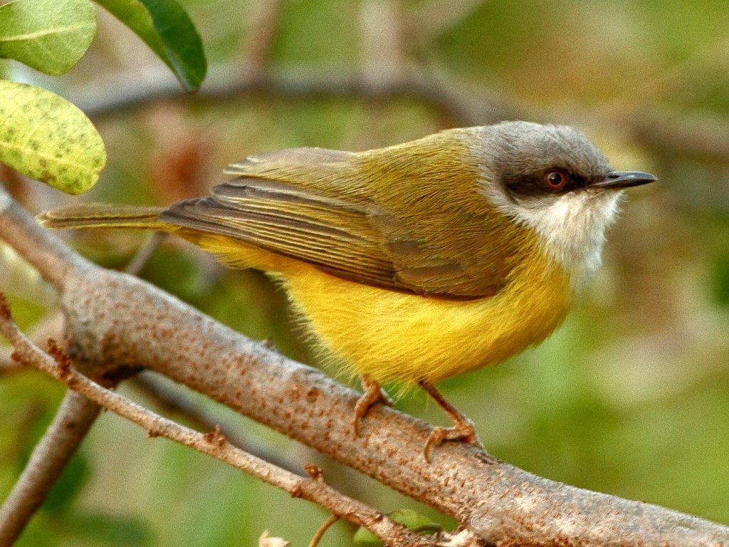 Green-backed Eremomela - eBird