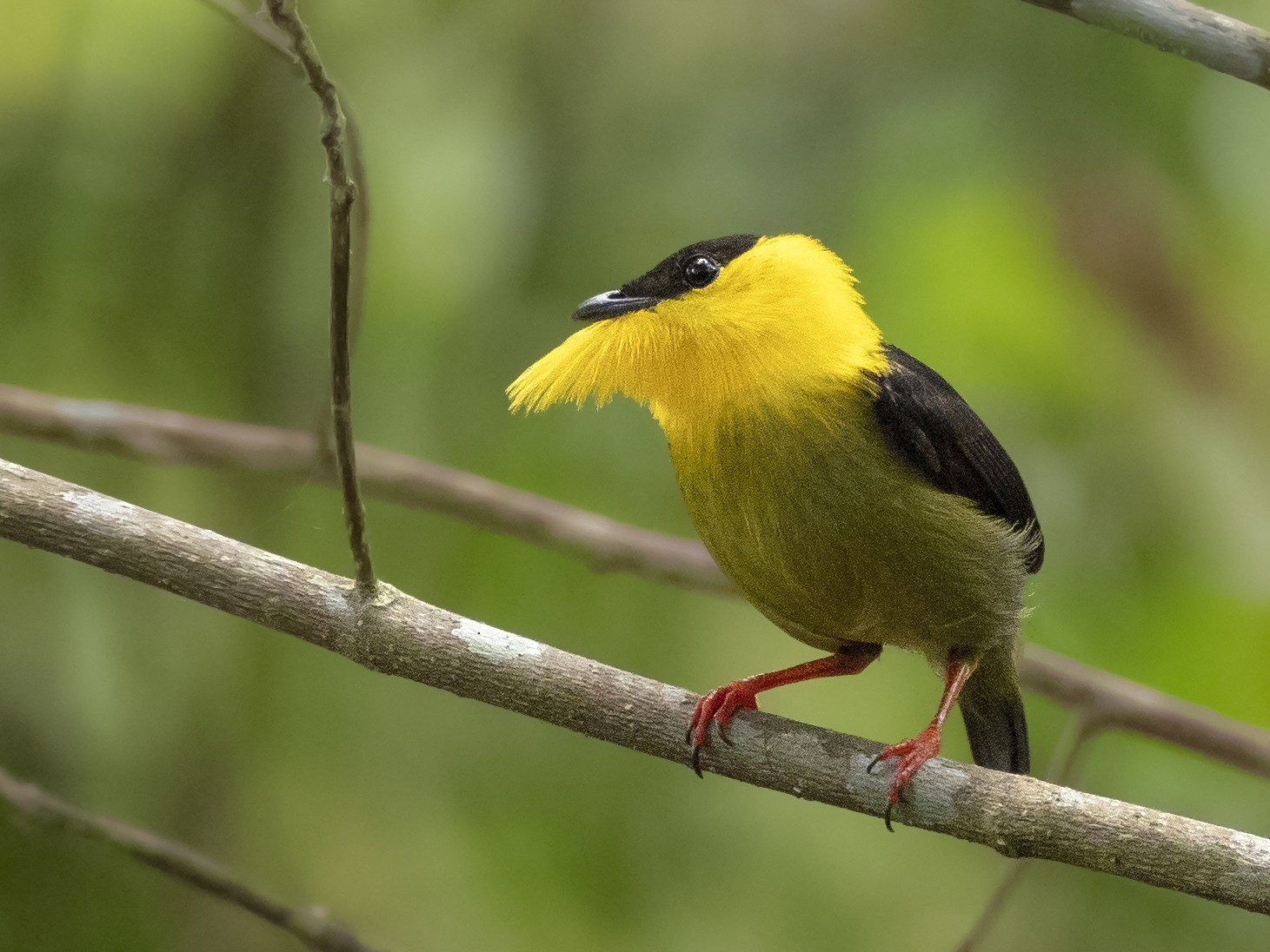 Golden-collared Manakin - eBird