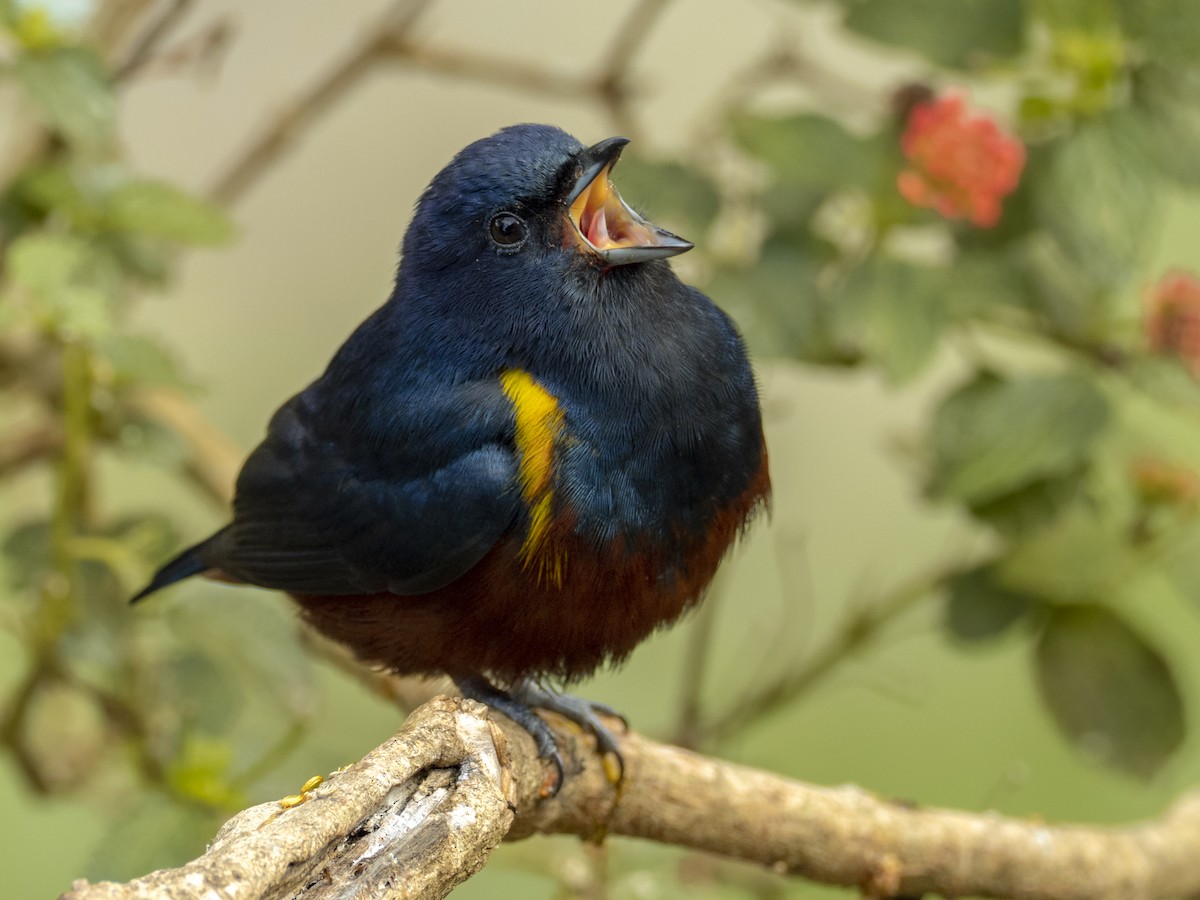 Chestnut-bellied Euphonia - Euphonia pectoralis - Birds of the World