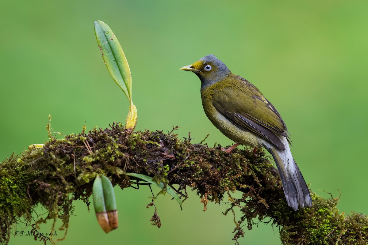 eBird Checklist - 19 Jun 2020 - Malambi Forest, Karnataka, IN (12.618 ...