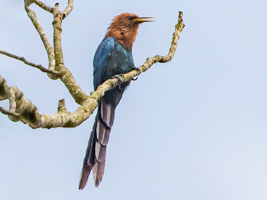 Forest Scimitarbill - eBird