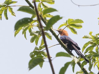 Forest Scimitarbill - eBird