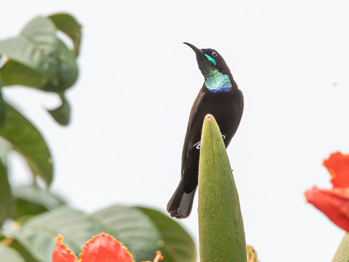 Souimanga à gorge verte - eBird