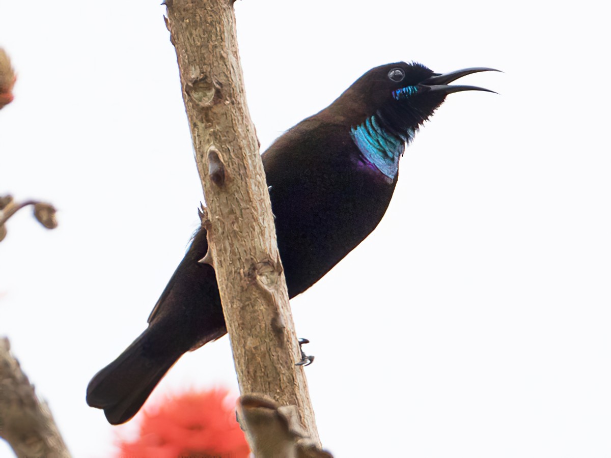 Souimanga à gorge verte - eBird