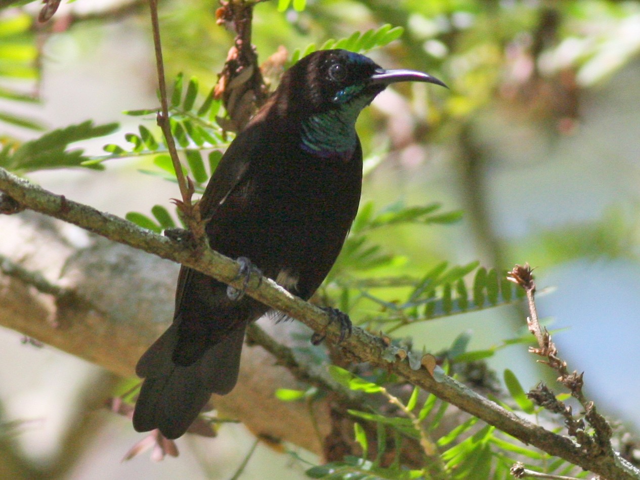 Green-throated Sunbird - eBird