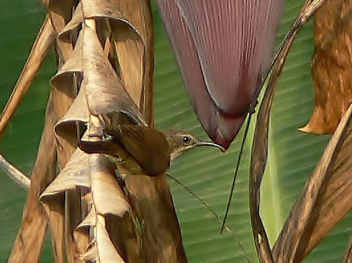 Souimanga à gorge verte - eBird