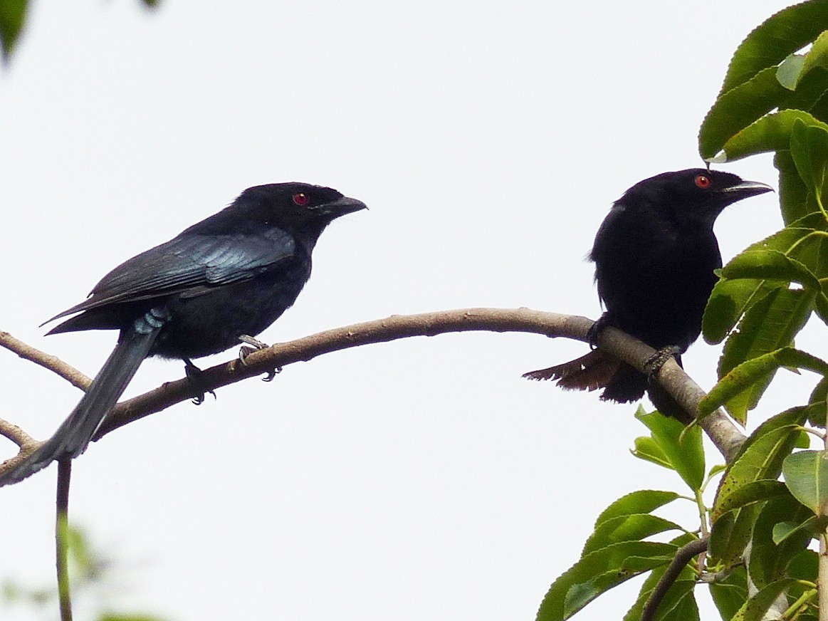 Velvet-mantled Drongo - eBird