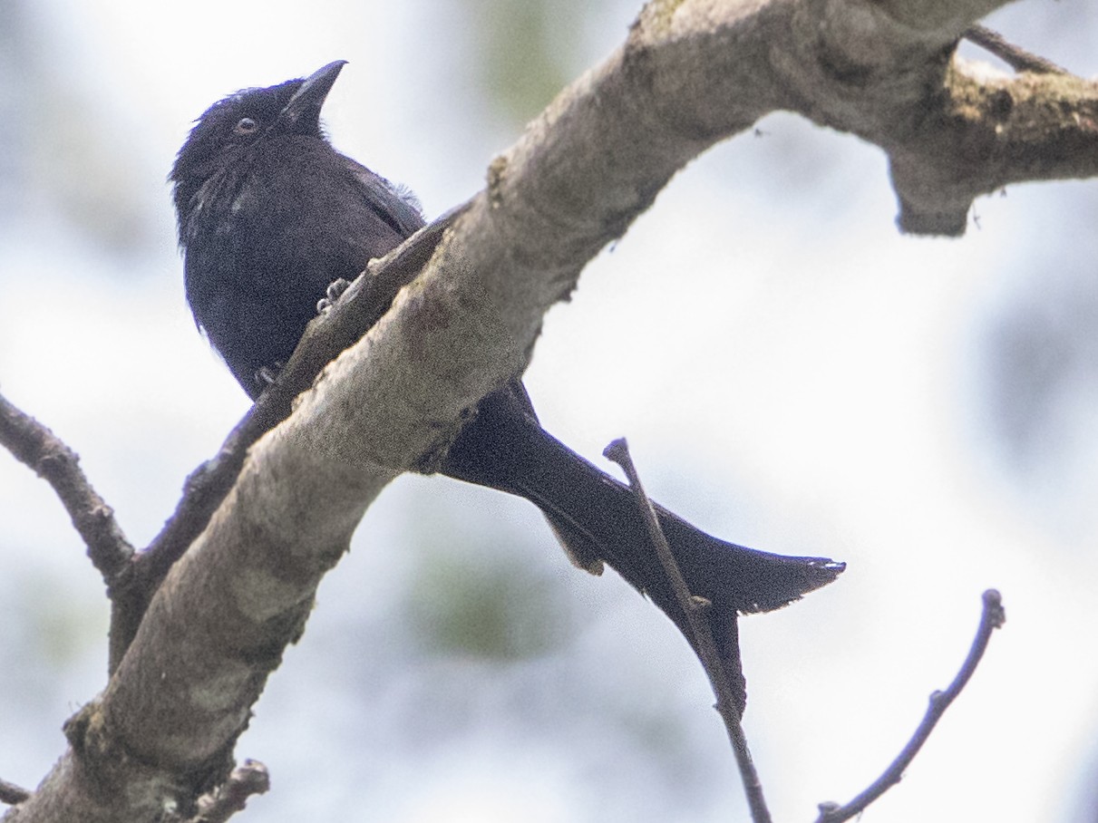 Drongo Modesto - eBird