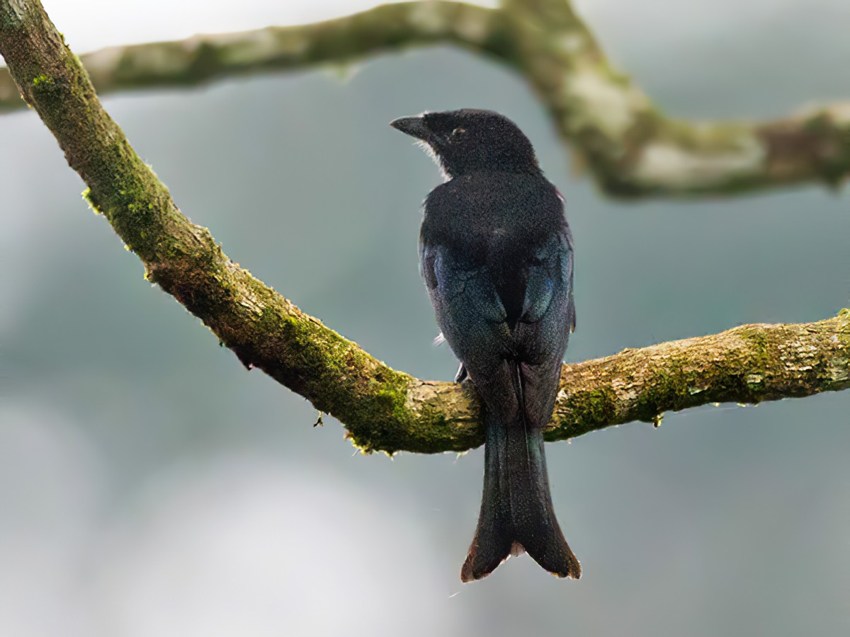 Velvet-mantled Drongo - eBird