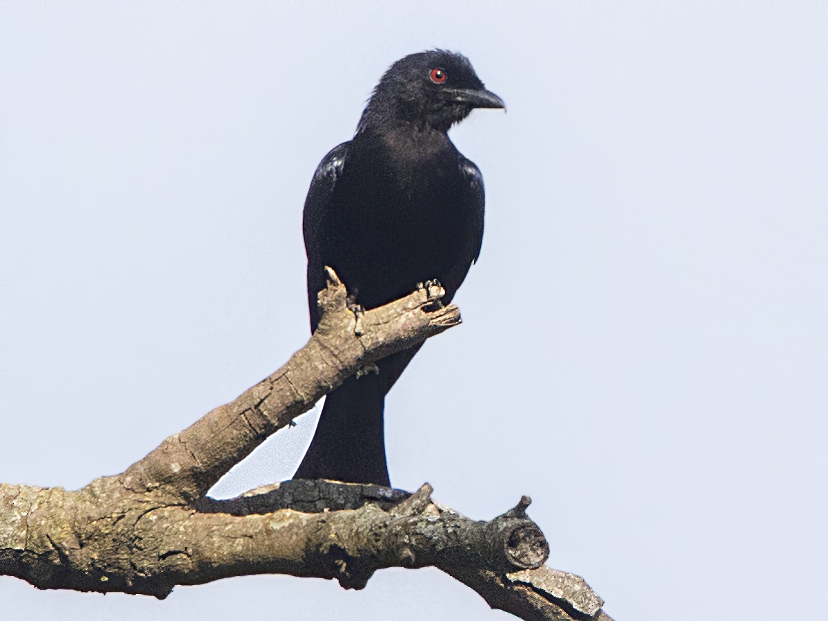 Velvet-mantled Drongo - eBird