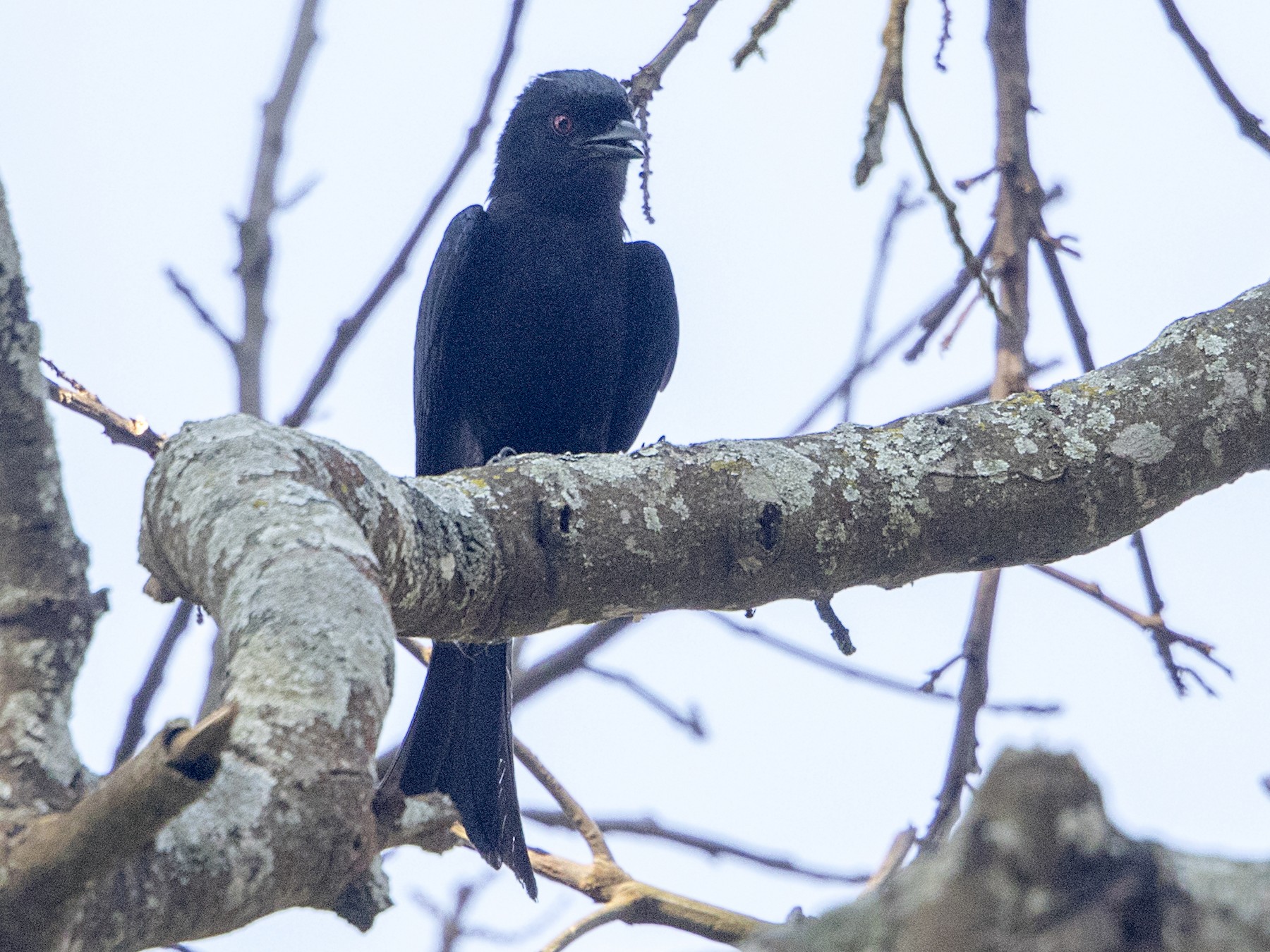 Velvet-mantled Drongo - eBird