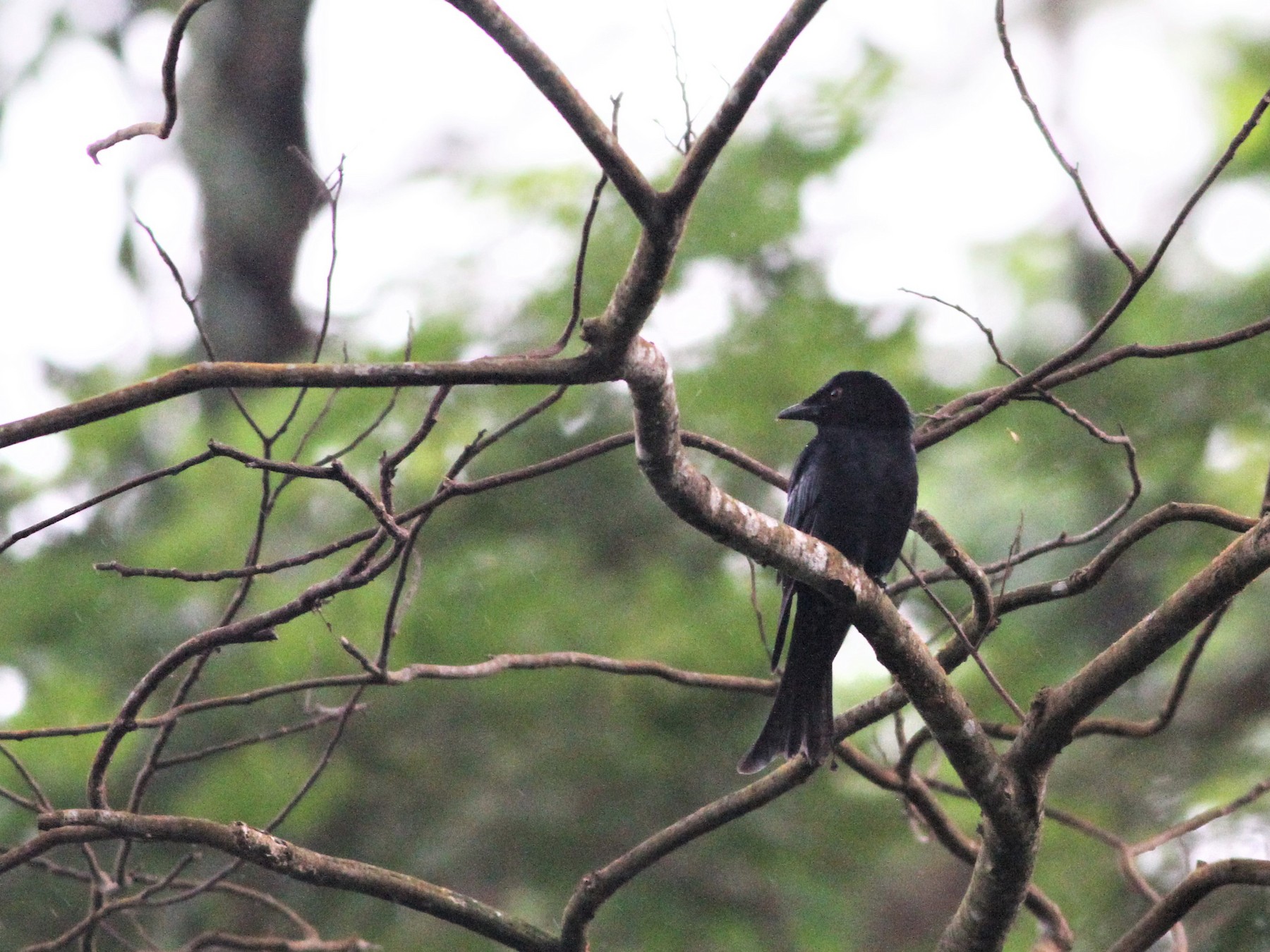 Velvet-mantled Drongo - eBird