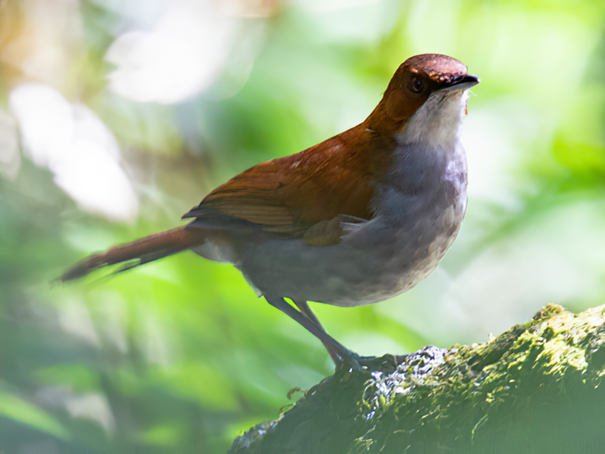 Gray-chested Babbler - eBird