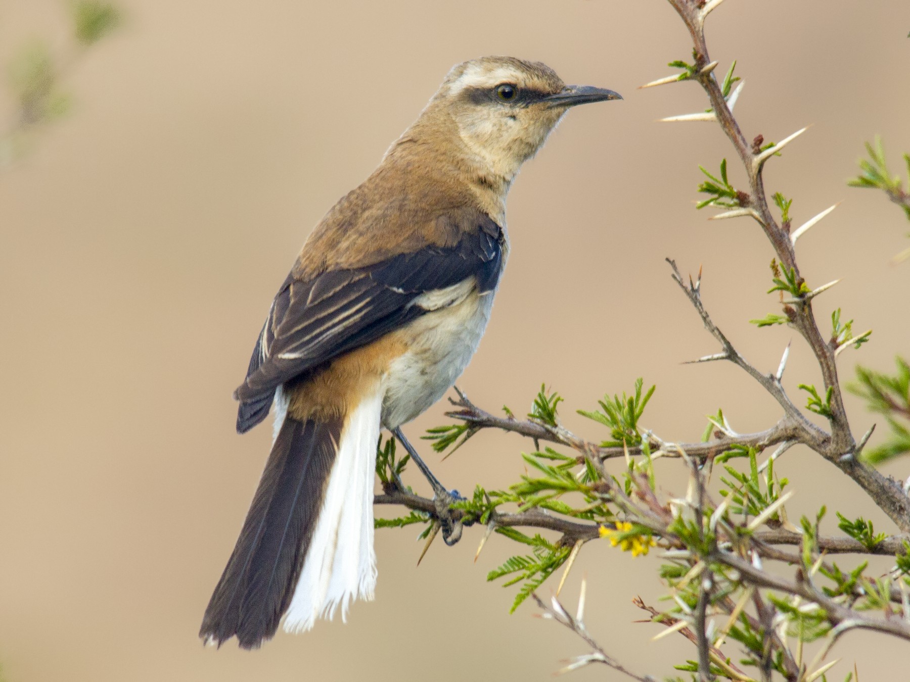 Brown-backed Mockingbird - eBird