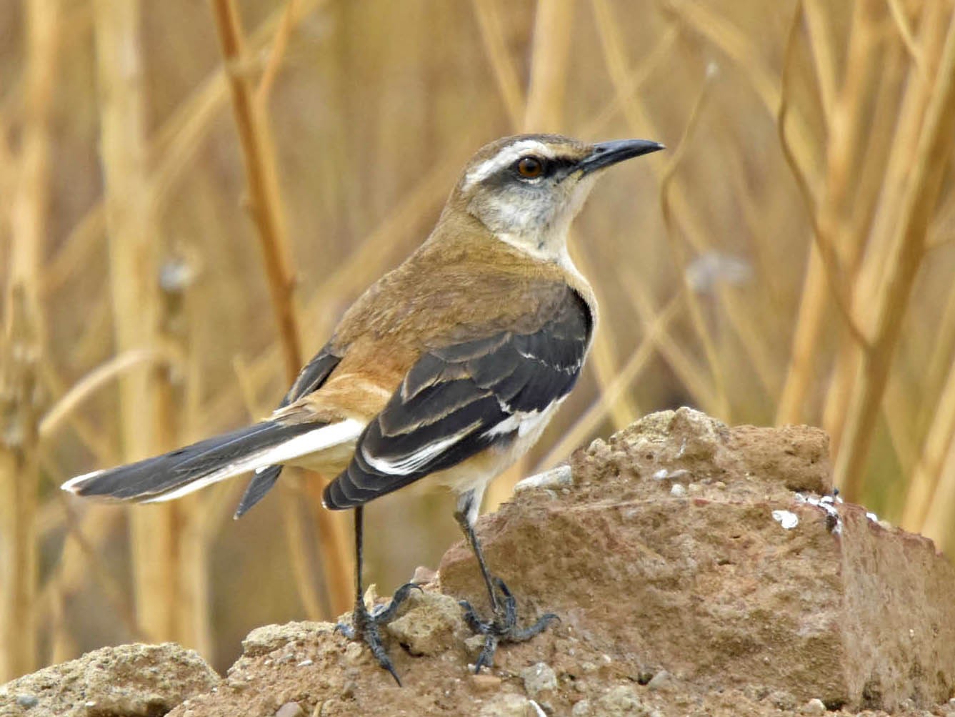 Brown-backed Mockingbird - eBird