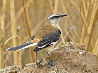 Brown-backed Mockingbird - eBird