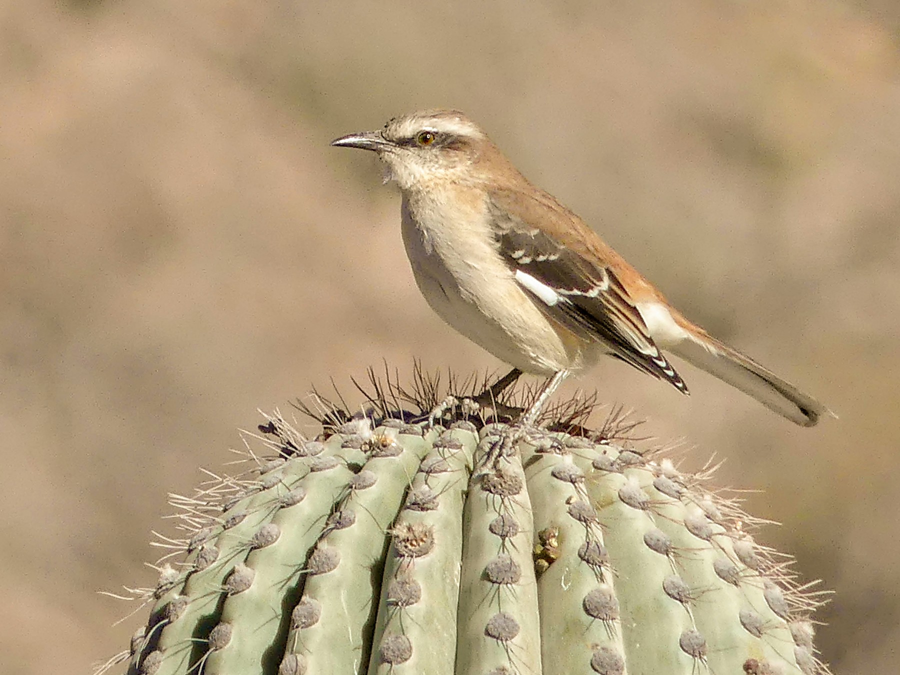 Brown-backed Mockingbird - eBird