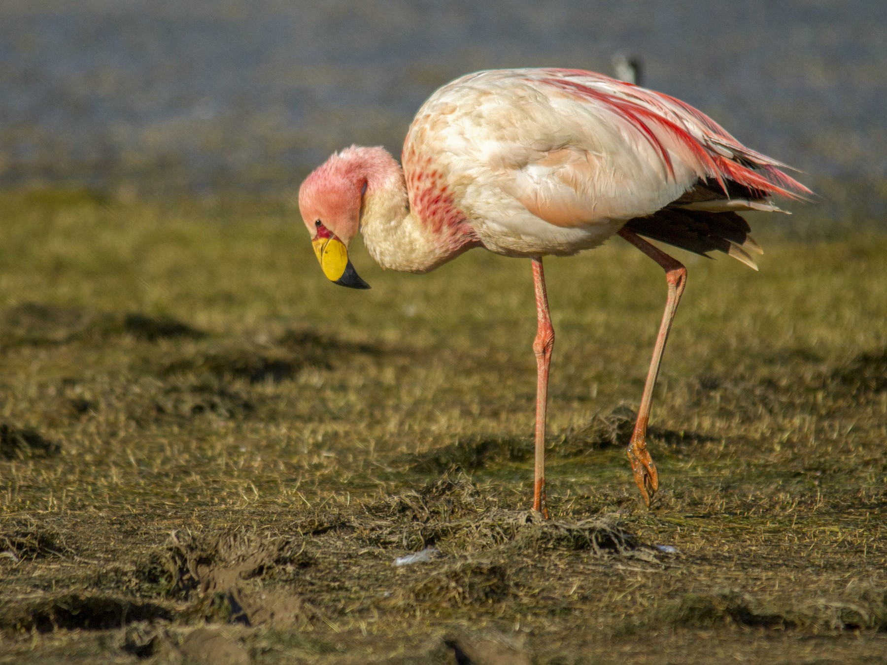 James's Flamingo - eBird