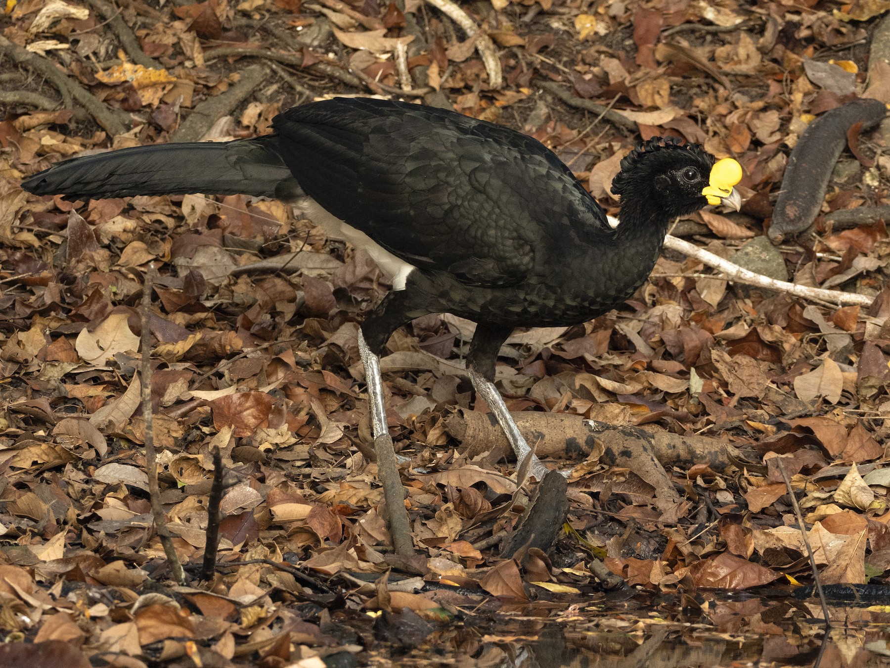 Great Curassow - eBird