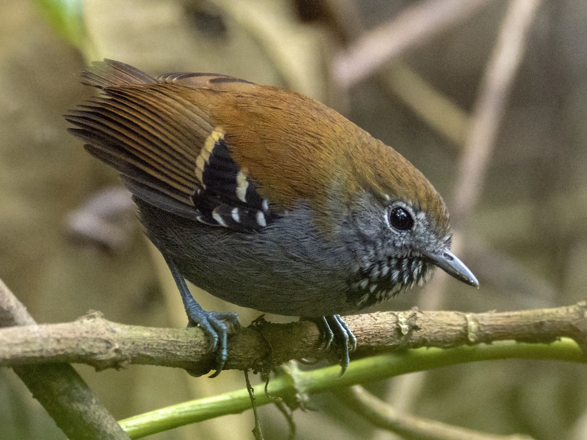 Star-throated Antwren - Rhopias gularis - Birds of the World