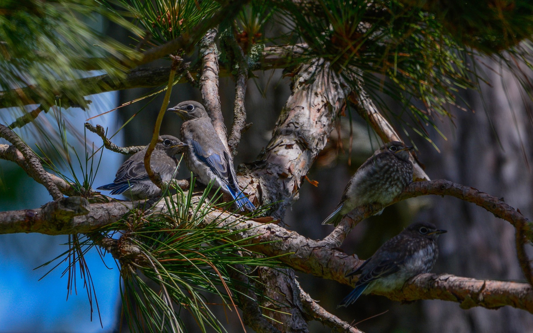 Eastern x Mountain Bluebird (hybrid) - eBird