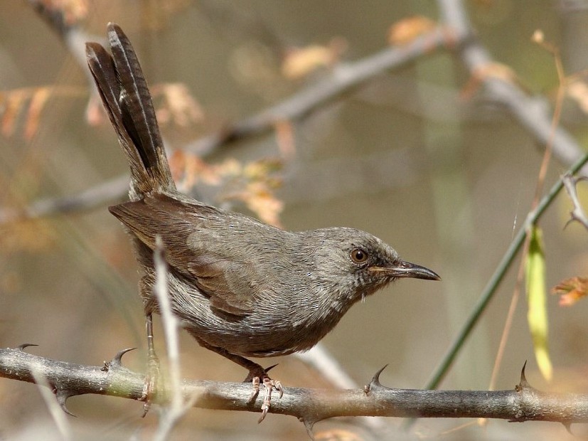 Gray Wren-Warbler - eBird