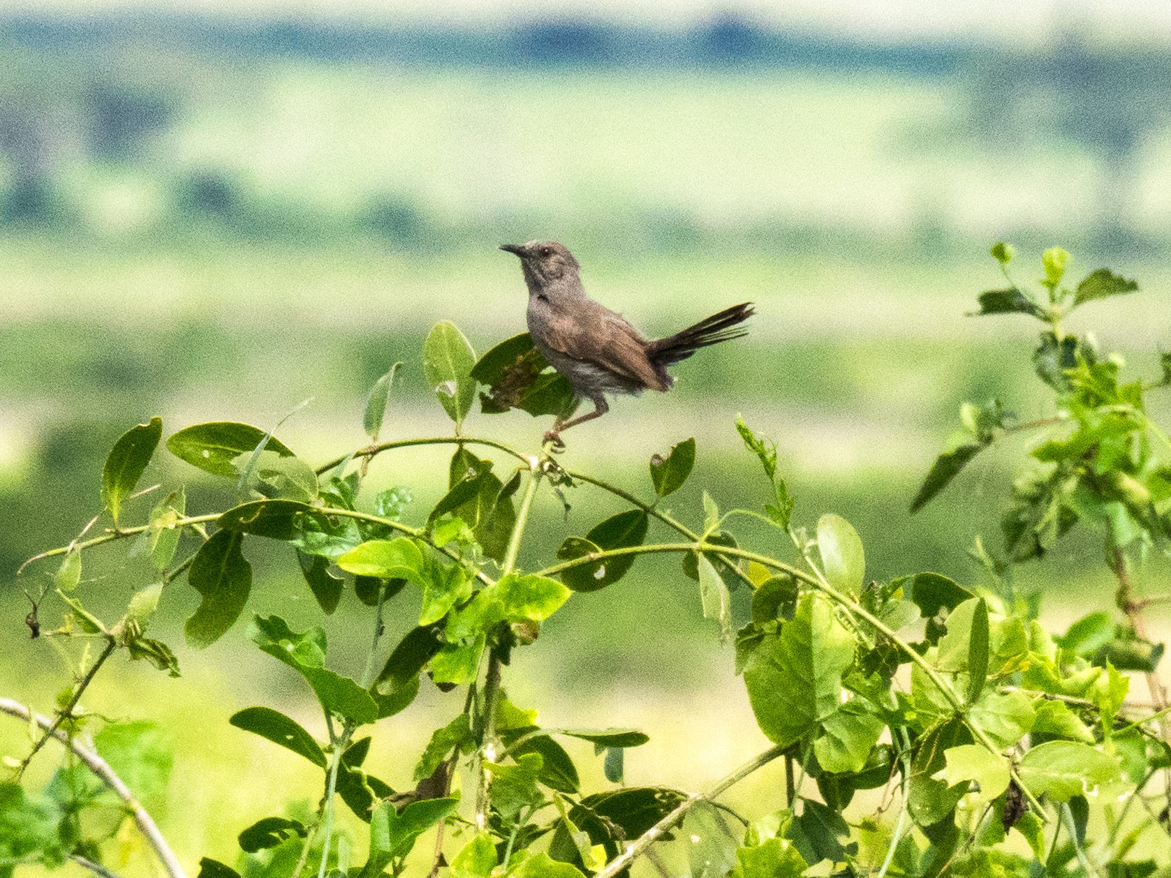 Gray Wren-Warbler - eBird