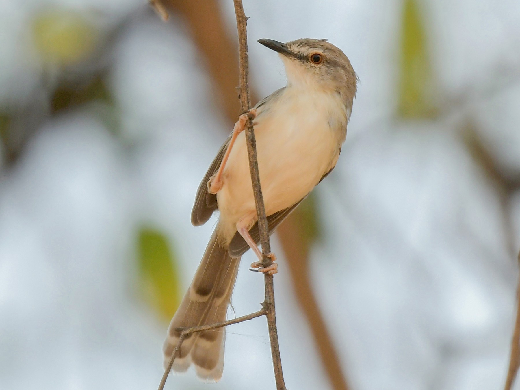 Prinia Somalí - eBird