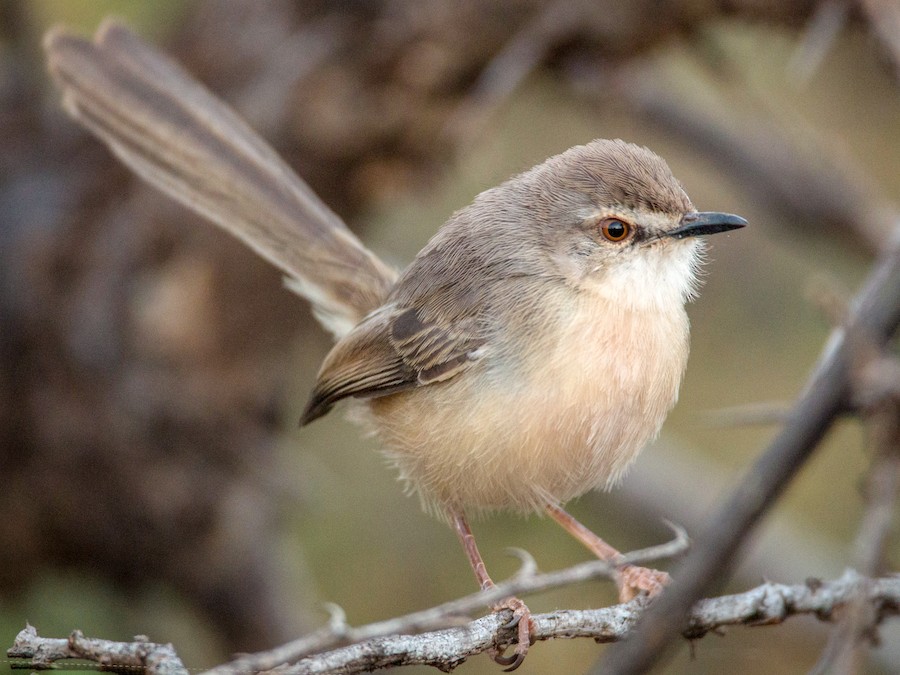 Pale Prinia - eBird