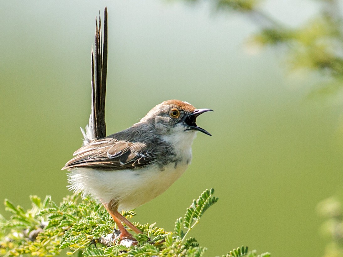 Red-fronted Prinia - eBird