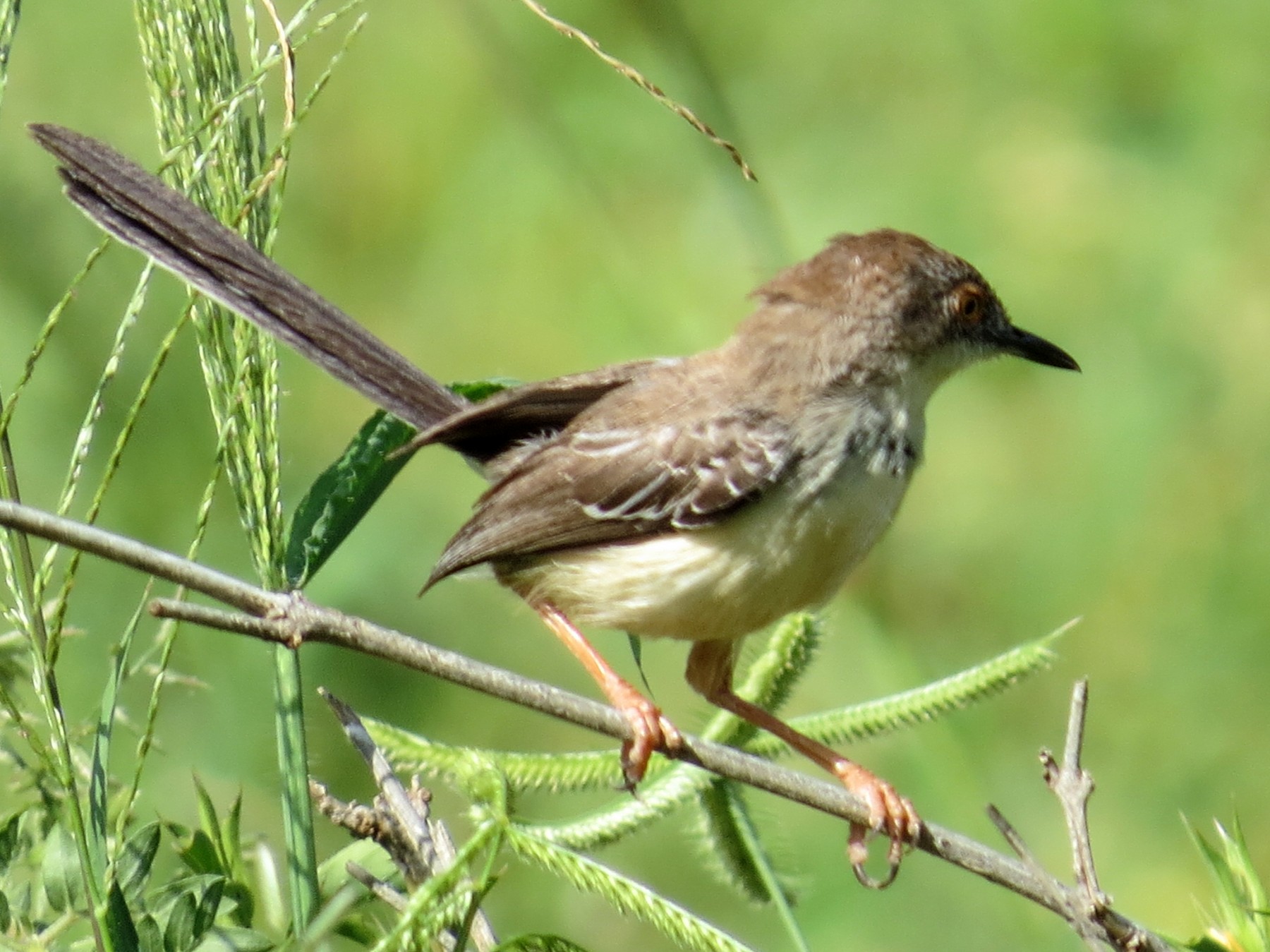 Red-fronted Prinia - eBird
