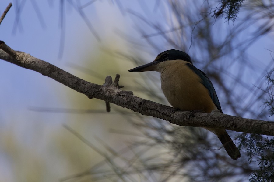 kingfisher sp. - eBird