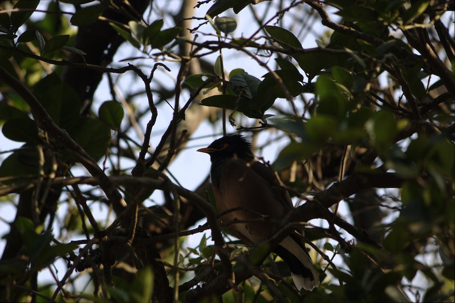 myna/starling sp. - eBird