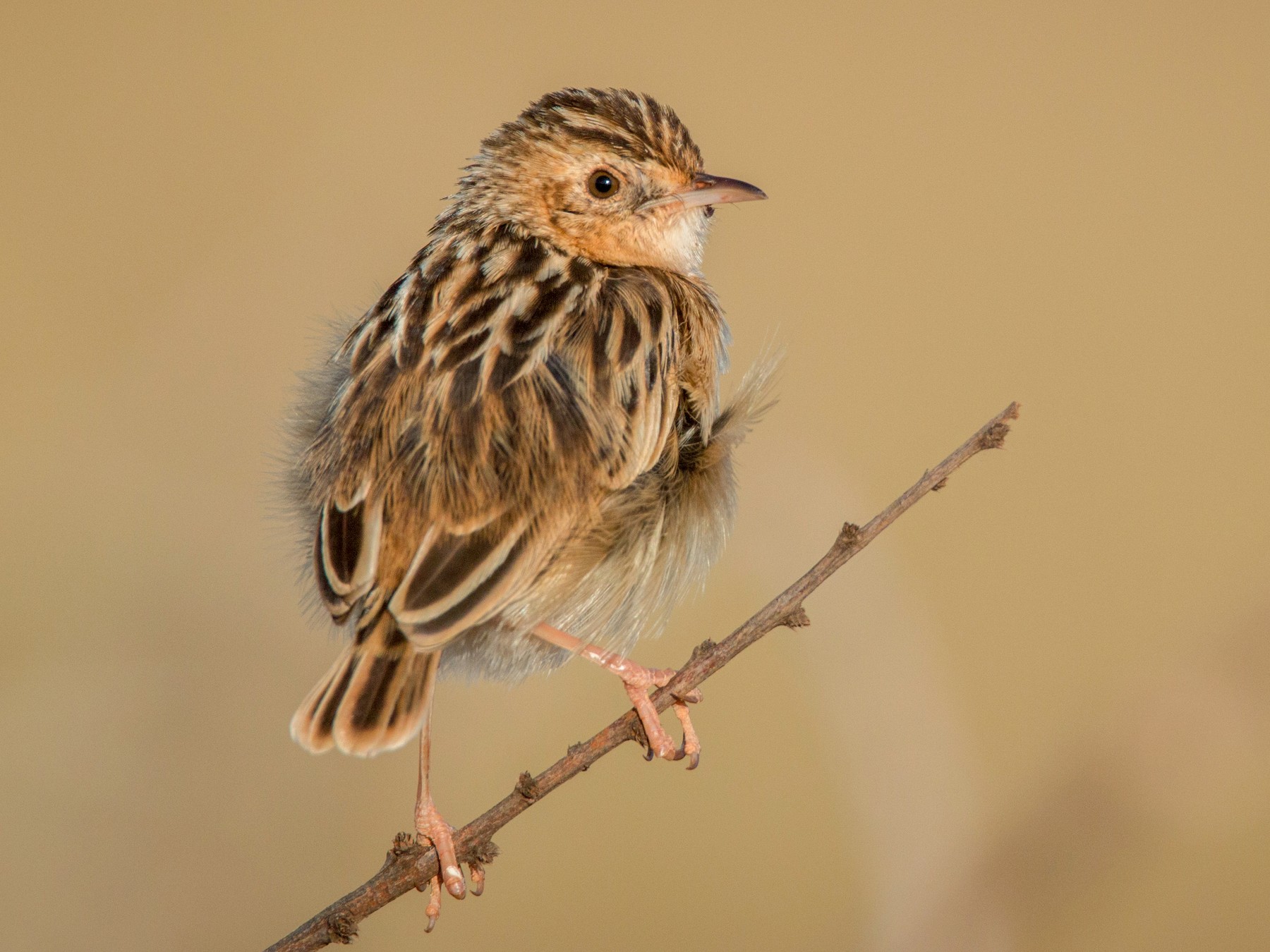 Pectoral-patch Cisticola - eBird