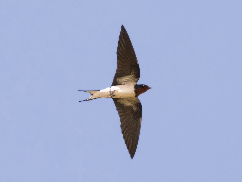 Red-chested Swallow - eBird