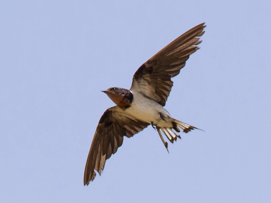 Red-chested Swallow - eBird