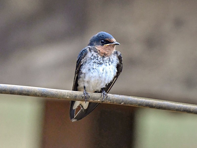 Red-chested Swallow - eBird