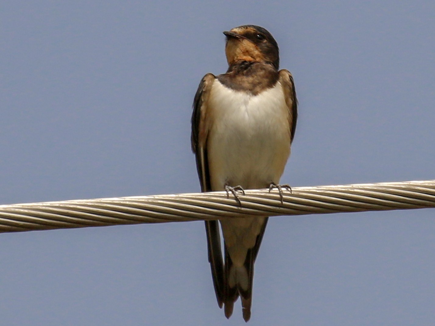 Red-chested Swallow - eBird