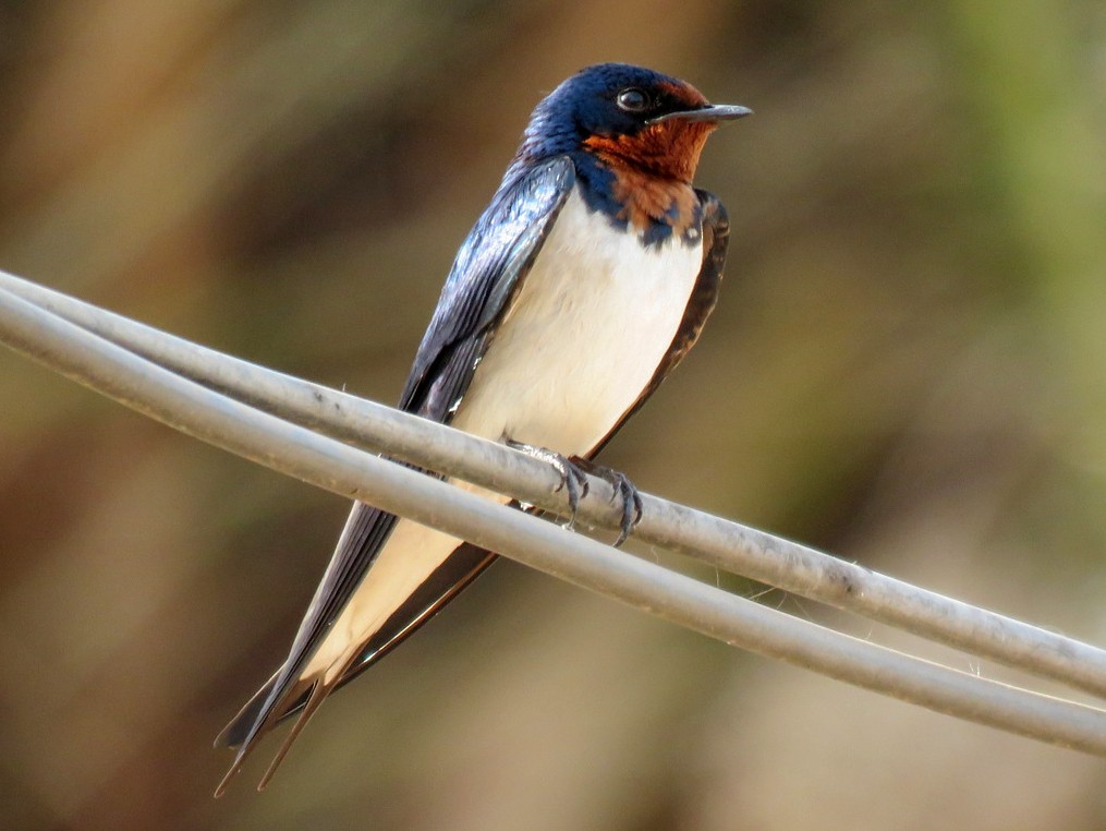 Red-chested Swallow - eBird