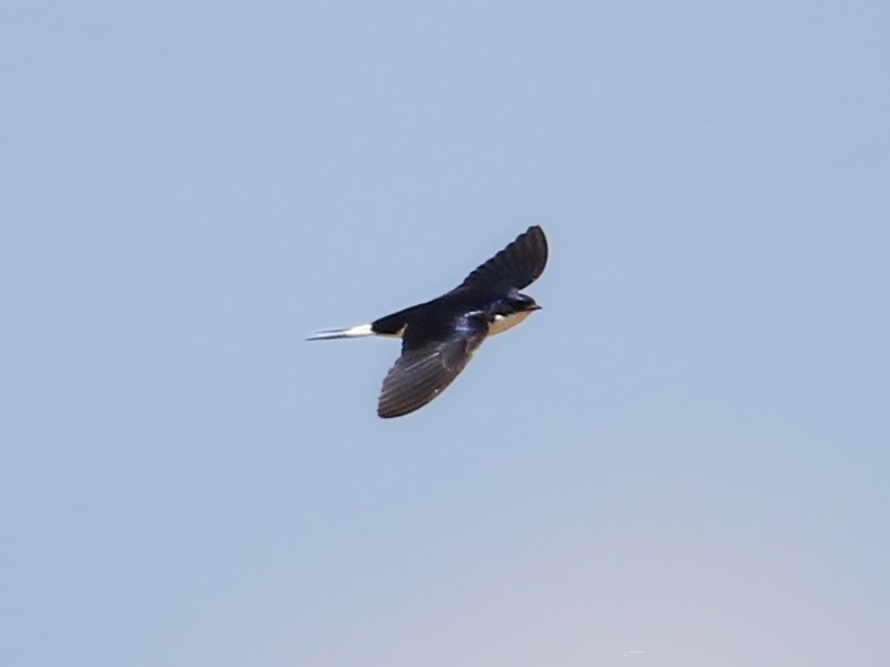 White-tailed Swallow - eBird