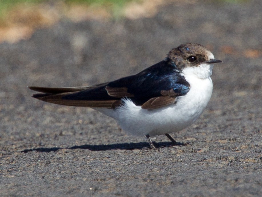 White-tailed Swallow - eBird