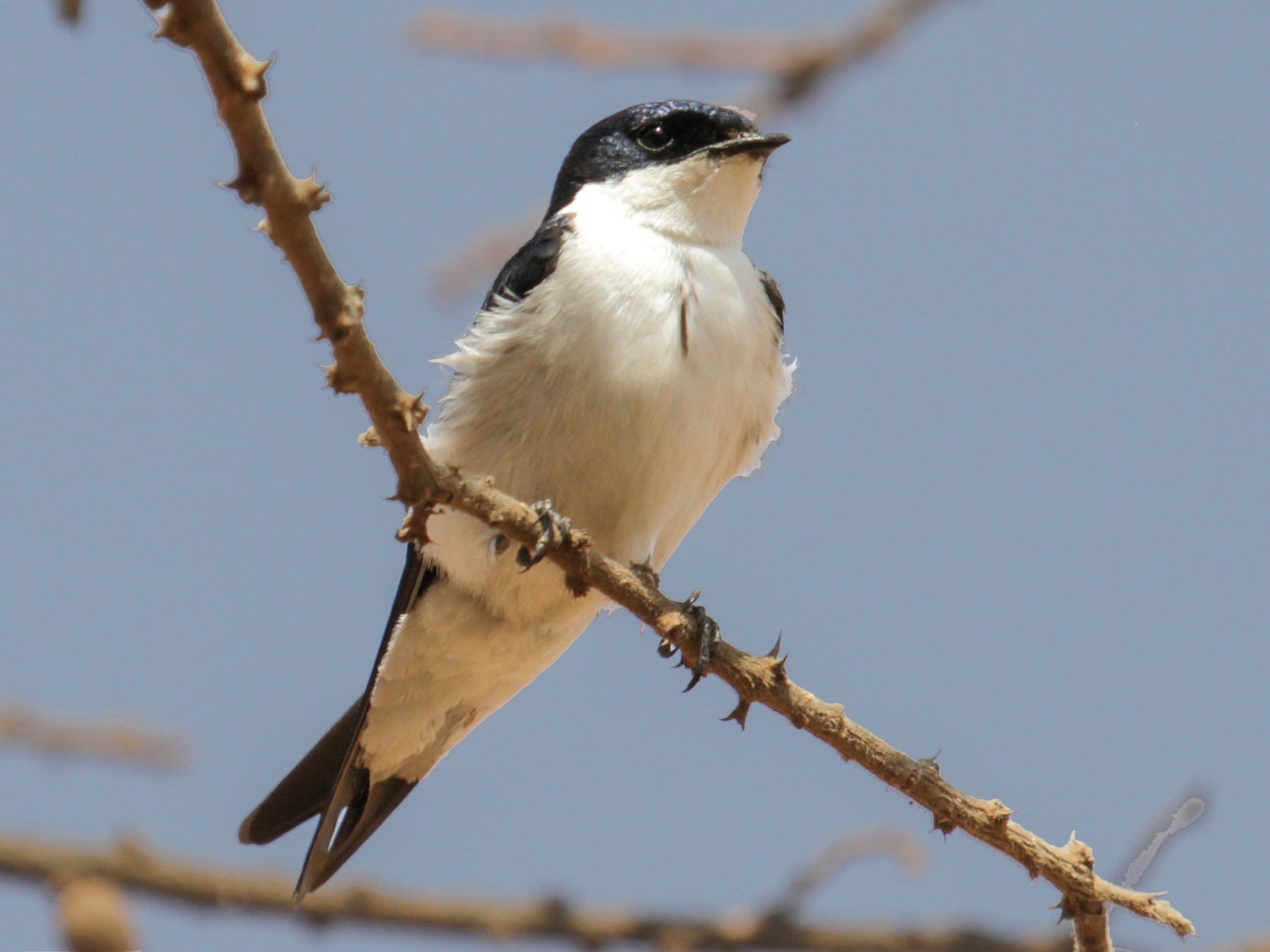White-tailed Swallow - eBird