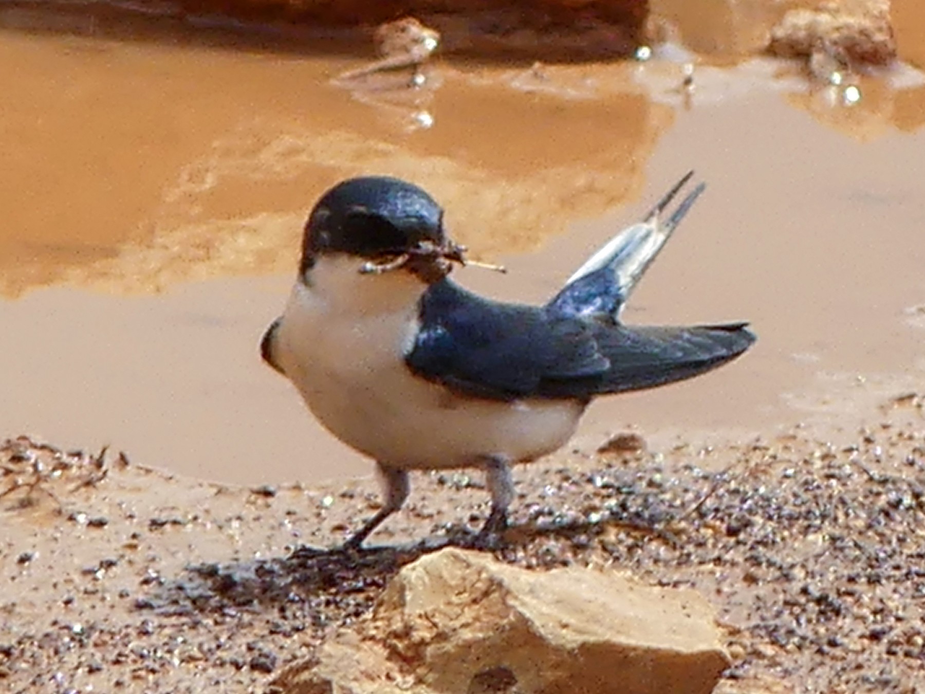 White-tailed Swallow - eBird