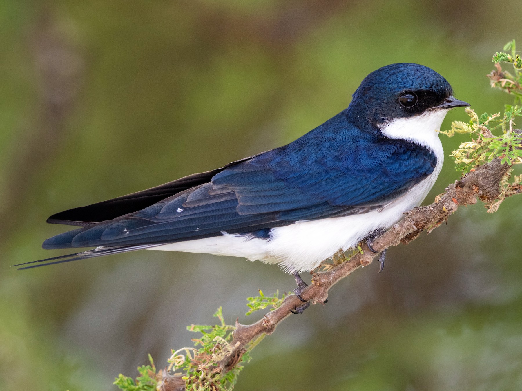 White-tailed Swallow - eBird