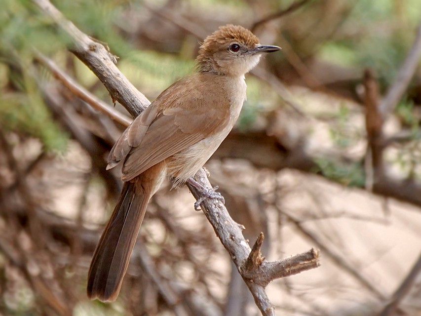 Bulbul Pardo - eBird