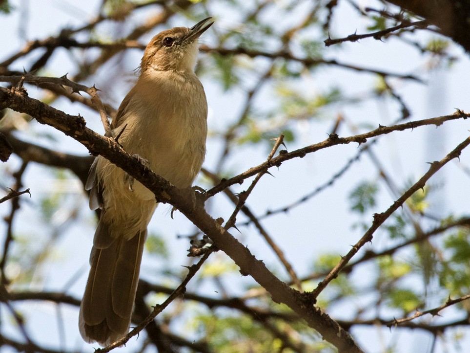 Northern Brownbul - eBird