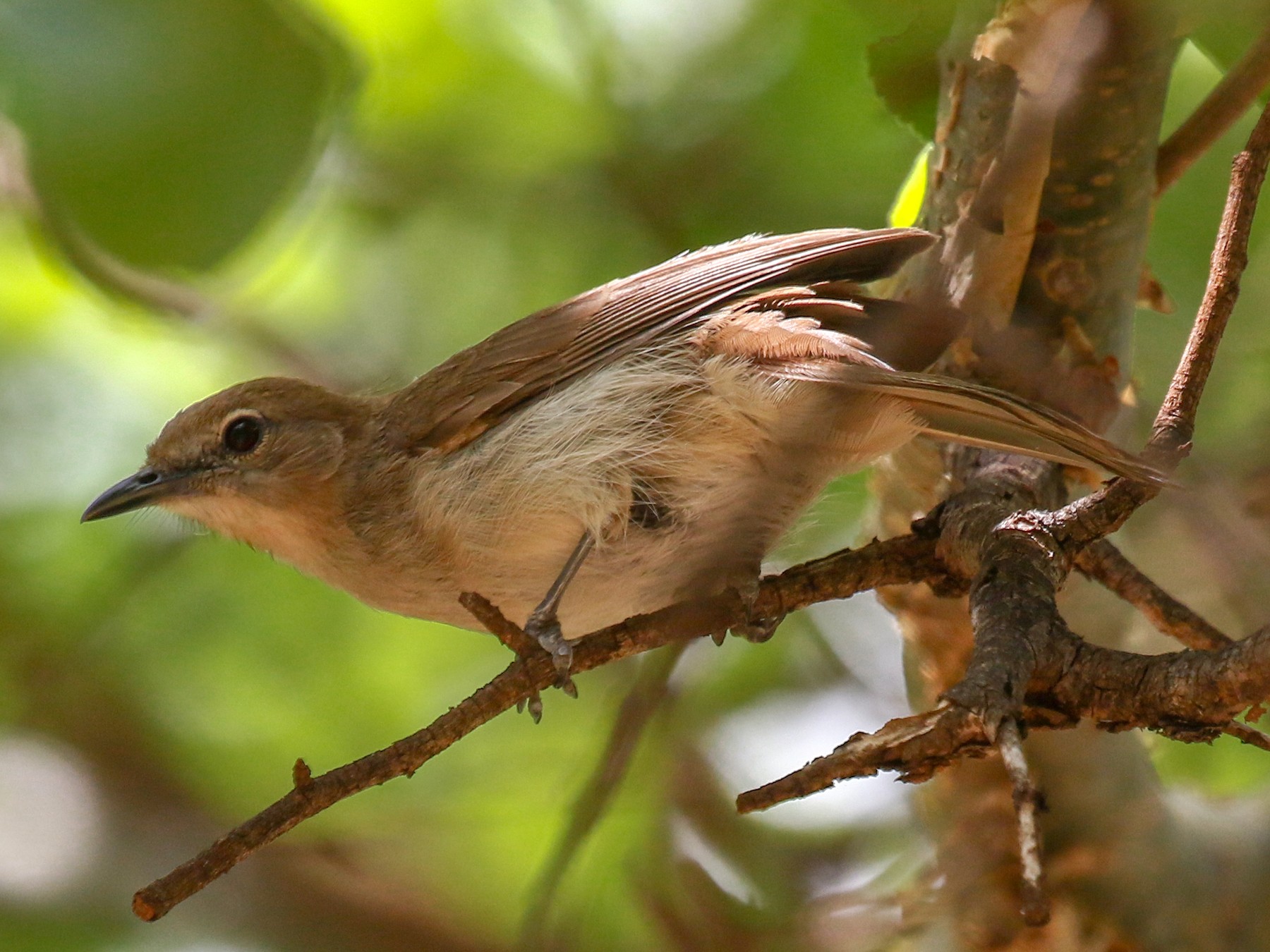 Northern Brownbul - eBird