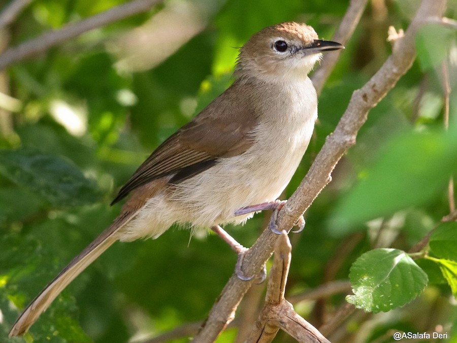 Northern Brownbul - eBird