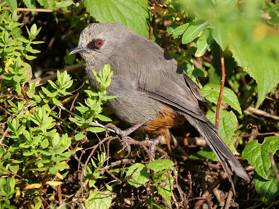 Abyssinian Catbird - eBird